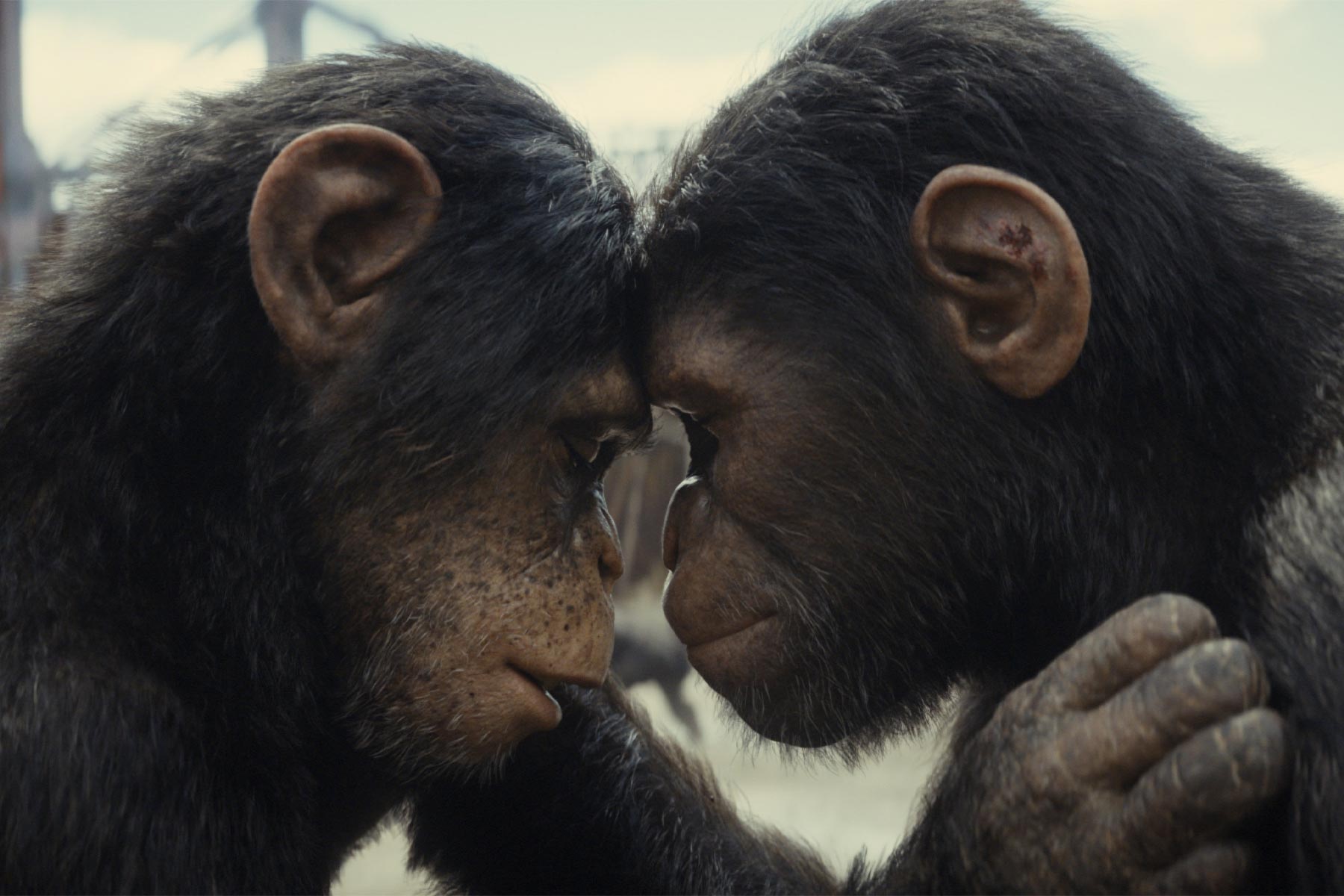 Everything We Know About Kingdom of the Planet of the Apes! - AfterBuzz TV